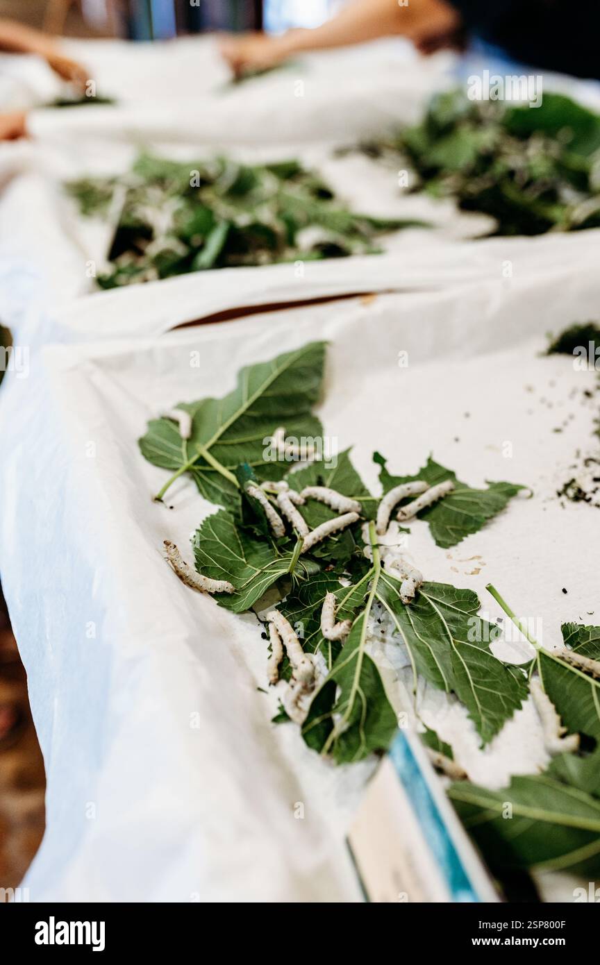 Silk worms and silk production Stock Photo - Alamy