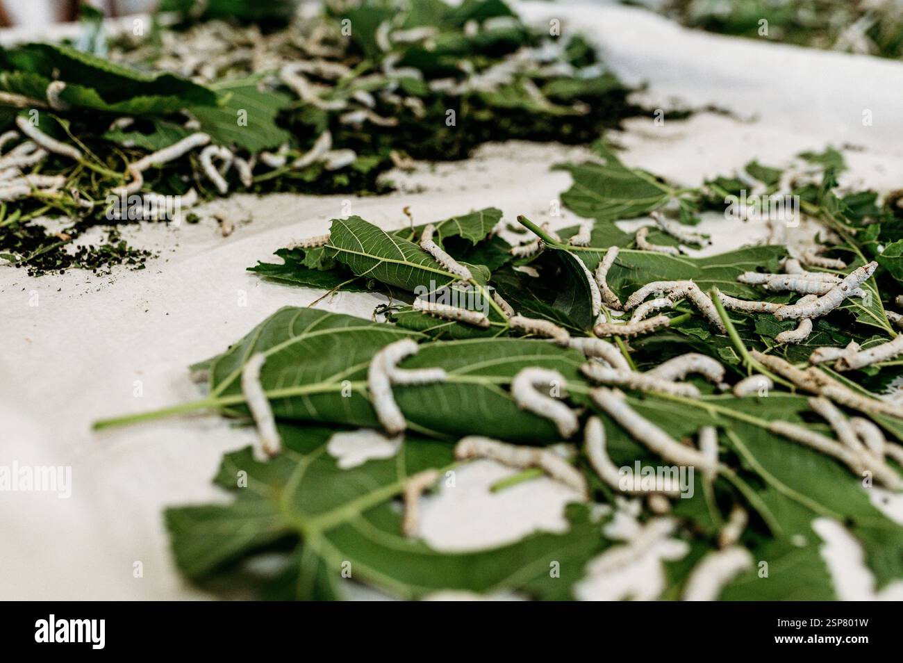 Silkworms feeding on mulberry leaves at a silk farm Stock Photo - Alamy