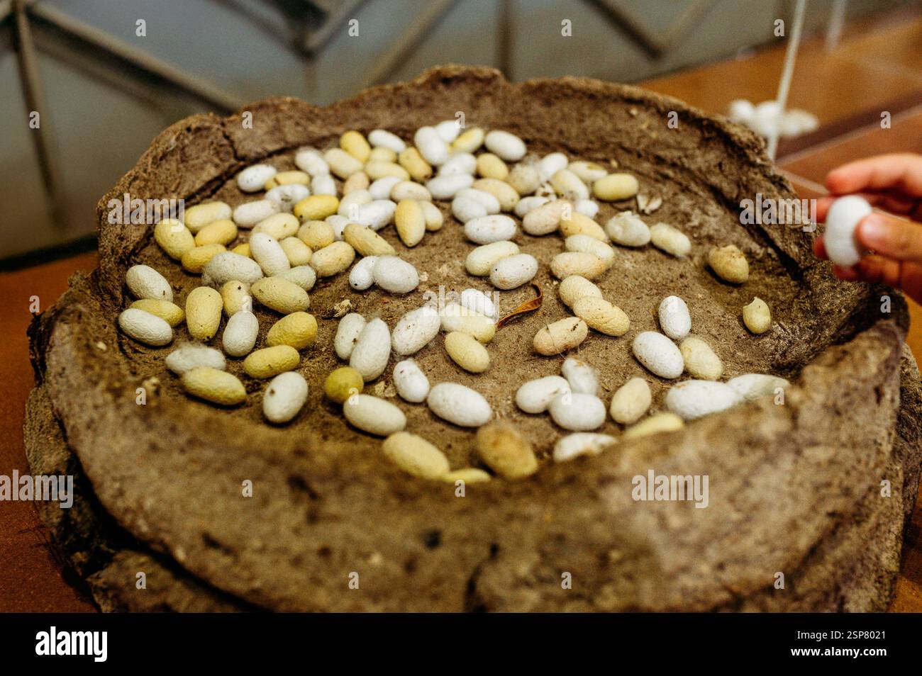 Silkworm cocoons for silk production Stock Photo - Alamy