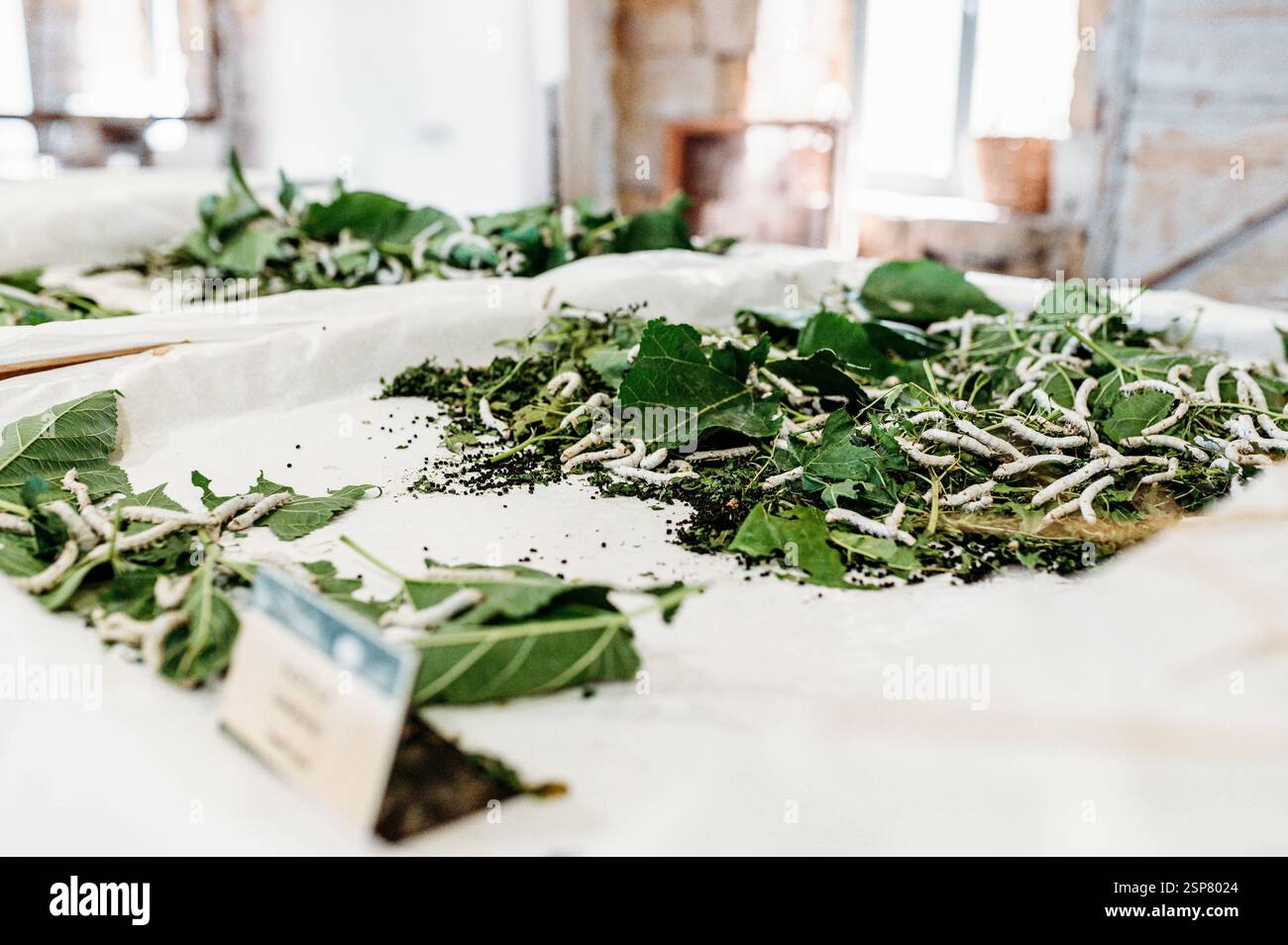 Silkworm larvae hi-res stock photography and images - Alamy