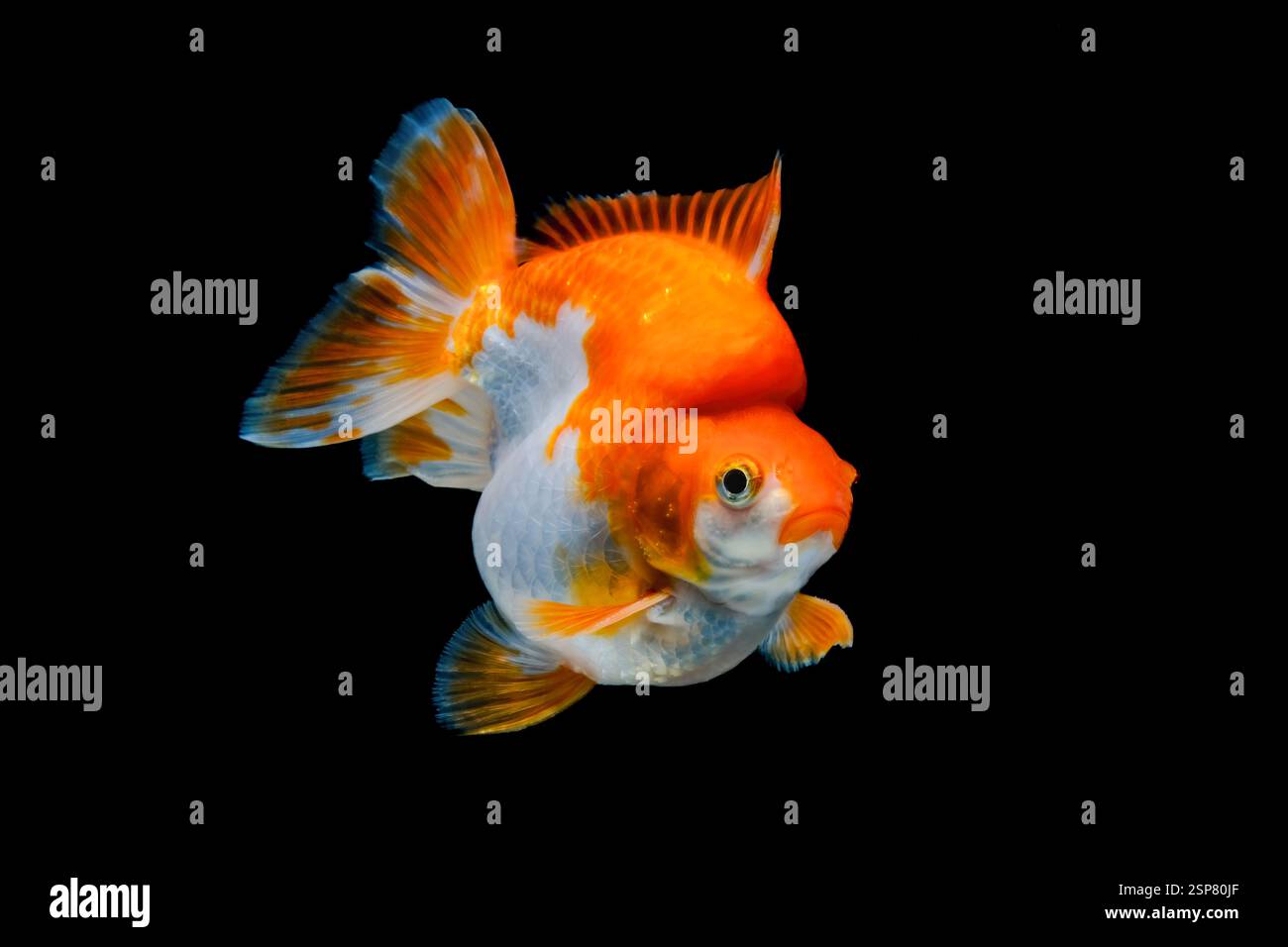 Red and White Ryukin Goldfish (Carassius auratus Stock Photo - Alamy