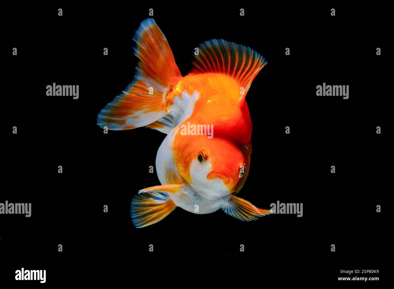 Red and White Ryukin Goldfish (Carassius auratus Stock Photo - Alamy