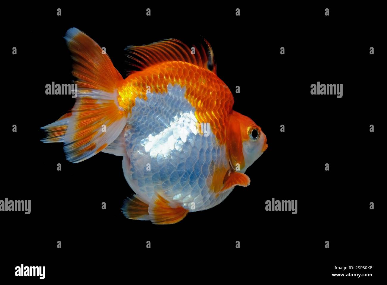 Red and White Ryukin Goldfish (Carassius auratus Stock Photo - Alamy