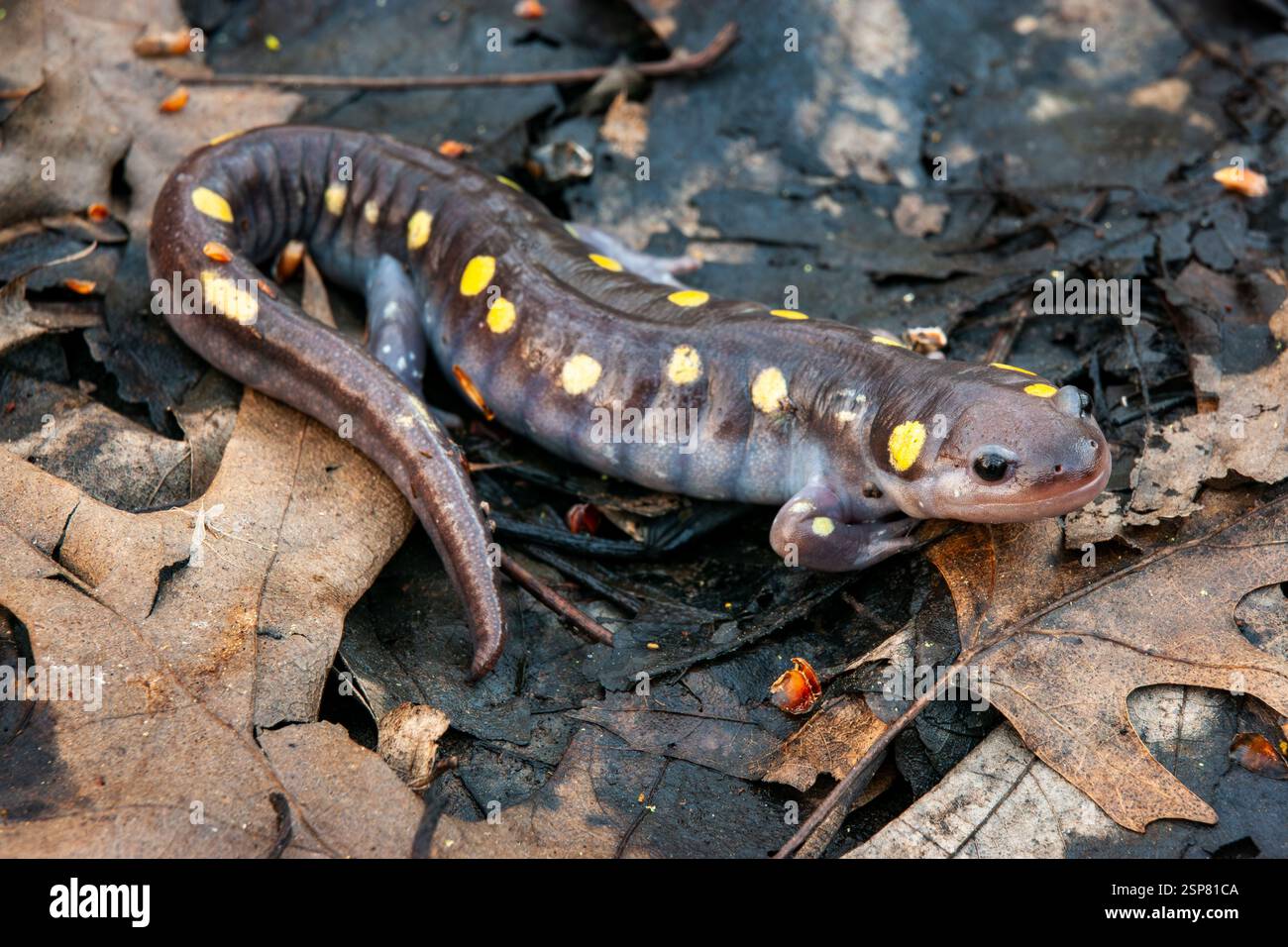 Spotted salamander on forest floor during spring migration Stock Photo ...