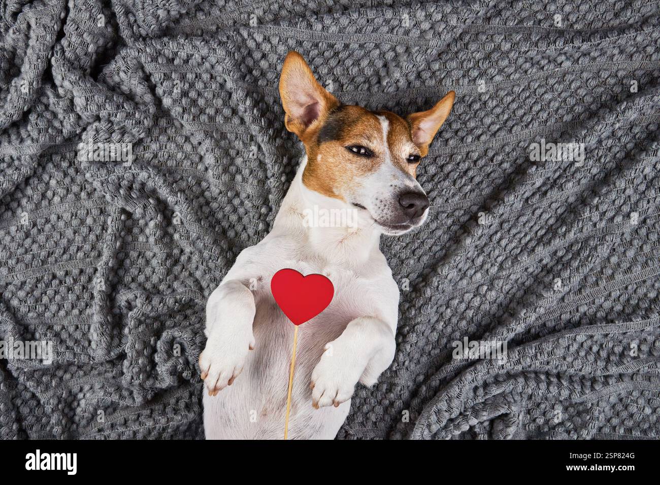 Jack russell with bright heart accent, love shining in trusting eyes ...