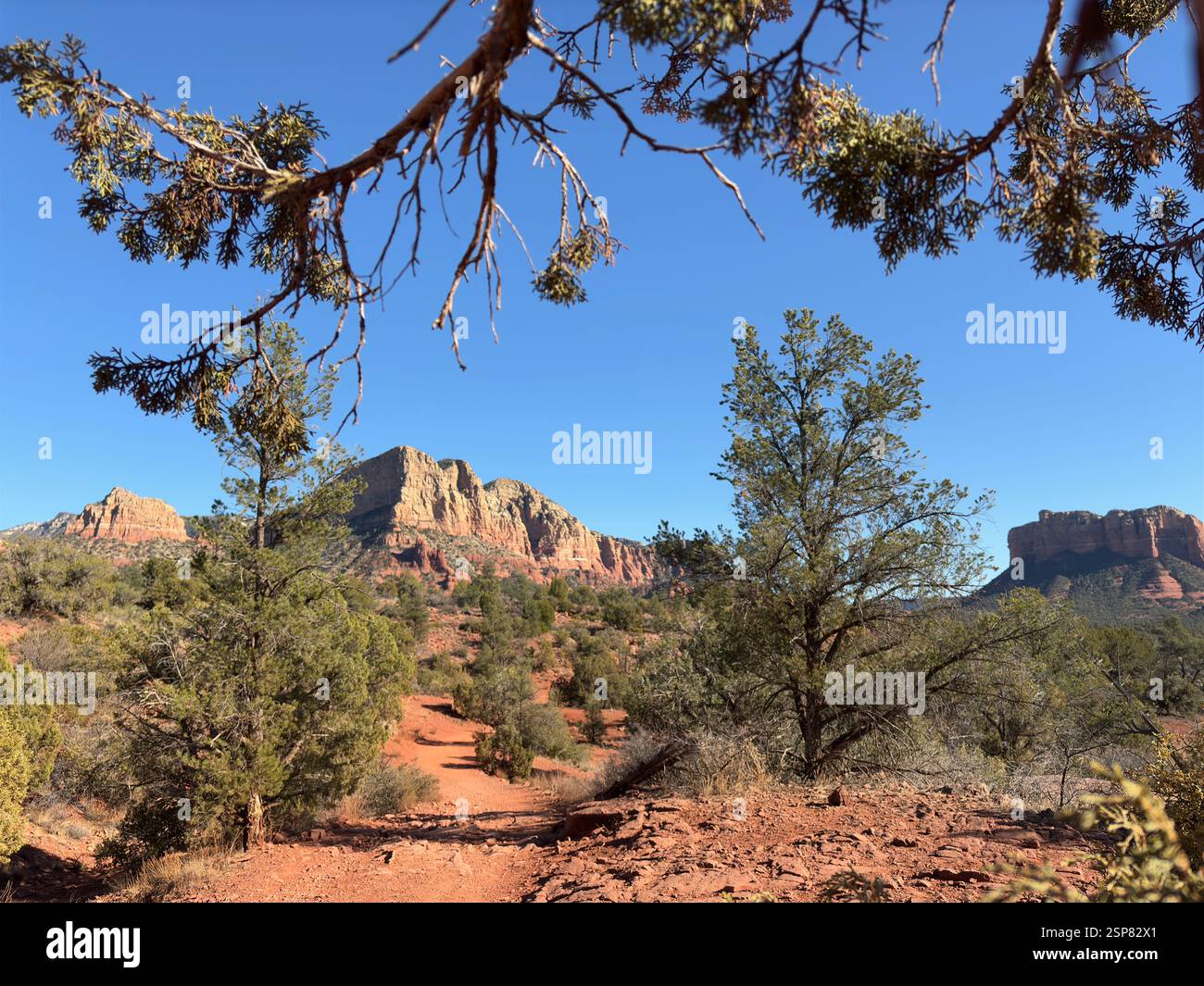 Desert trail in Sedona, Arizona, tree branches, red rock cliffs Stock ...