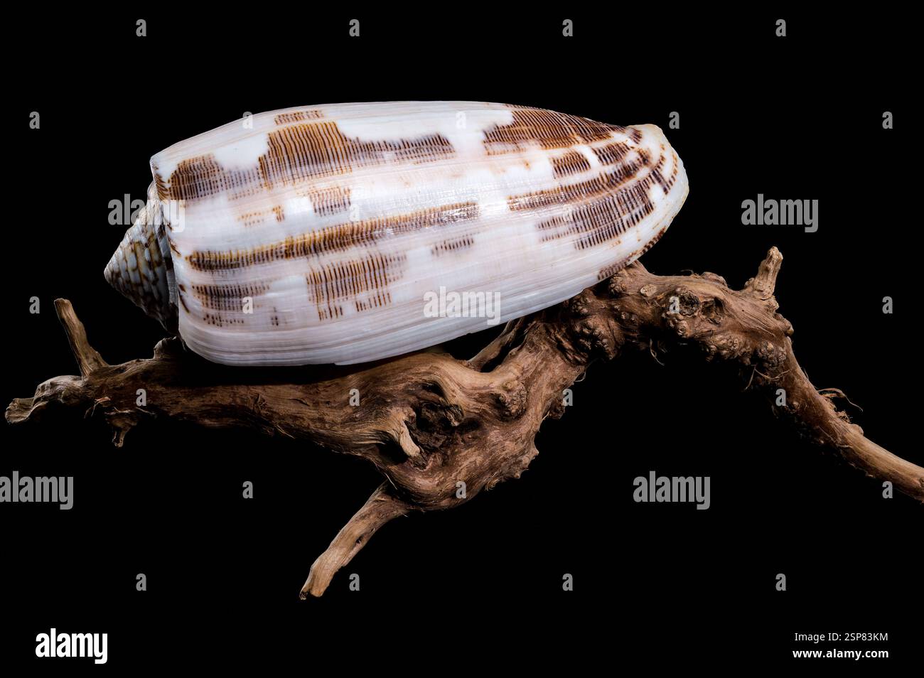 Striated Cone Shell on Driftwood black background Stock Photo - Alamy
