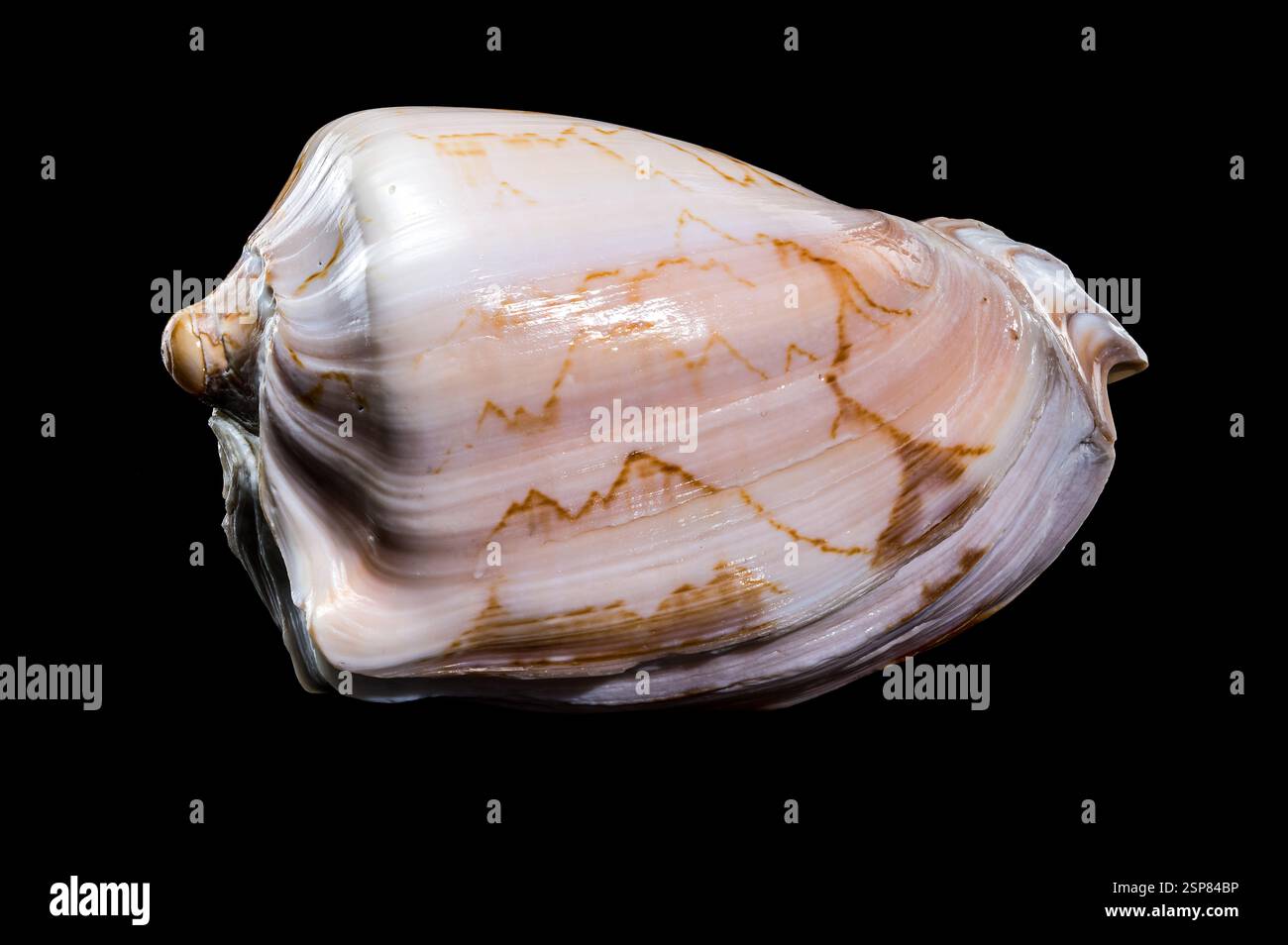 Cymbiola nobilis hi-res stock photography and images - Alamy