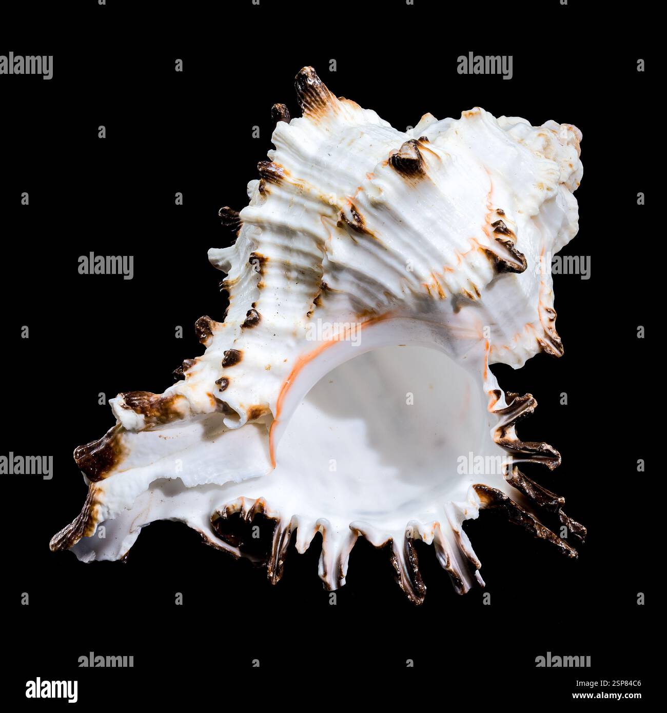 Spiky sea shell hi-res stock photography and images - Alamy