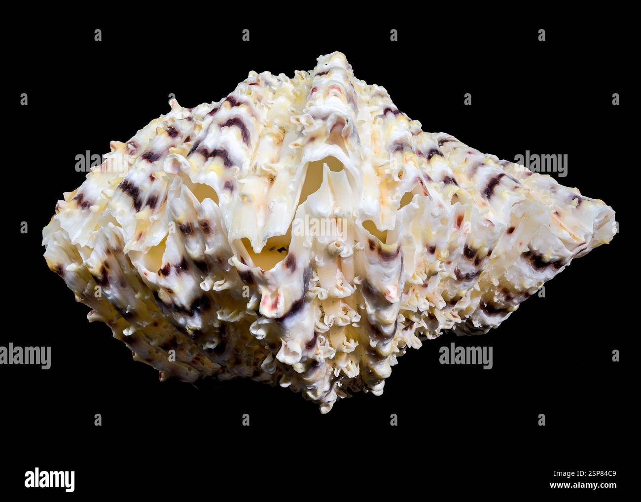 Horse Hoof Clam on black background Stock Photo - Alamy