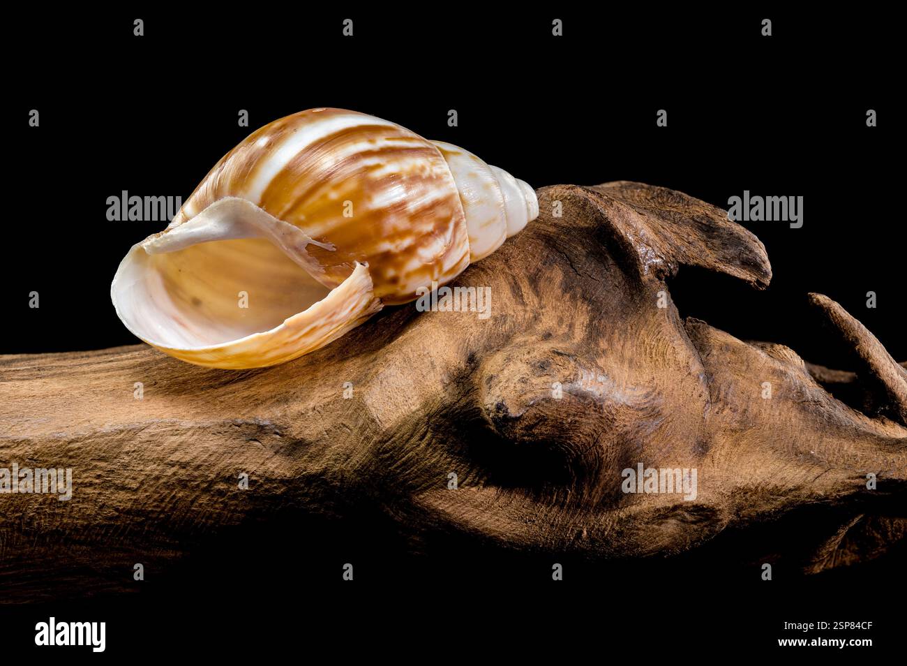 Giant African snail on driftwood black background Stock Photo - Alamy