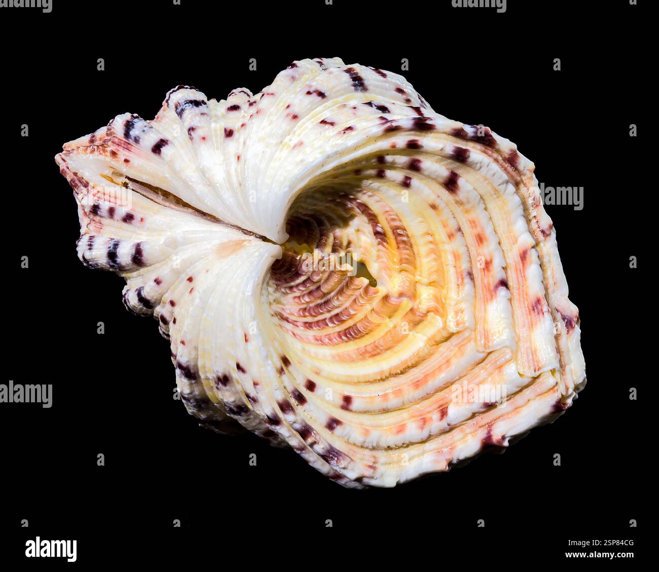 Horse Hoof Clam on black background Stock Photo - Alamy