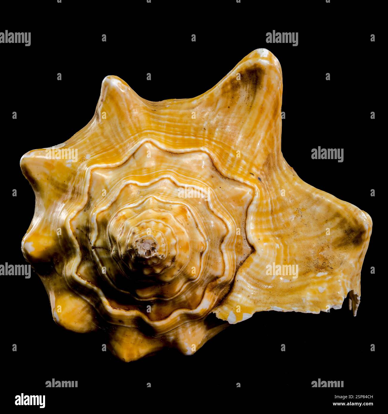 Golden Strombus Shell on black background Stock Photo - Alamy