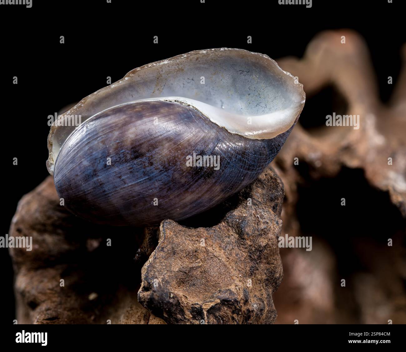 Delicate sea snail hi-res stock photography and images - Alamy