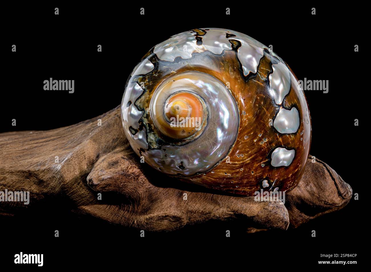 Turbo Sarmaticus Shell on Driftwood Stock Photo - Alamy