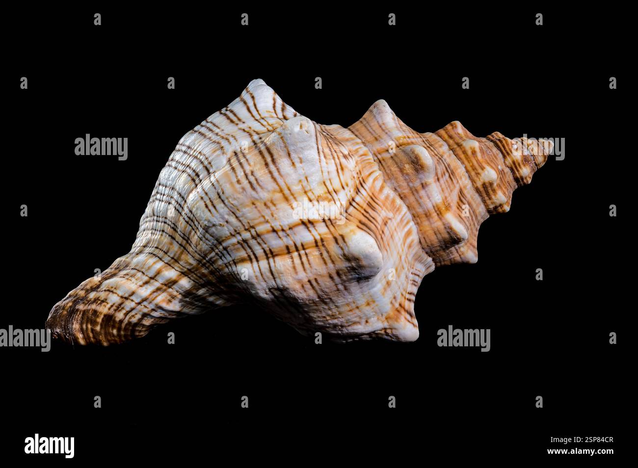 Pleuroploca trapezium or trapezium horse conch shell Stock Photo - Alamy