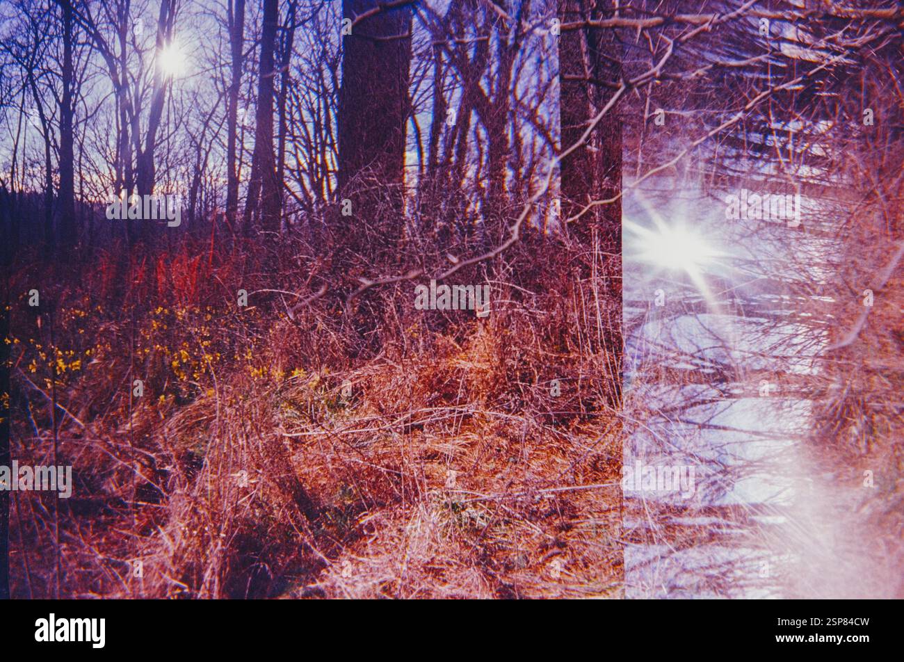 Abstract Layers of Nature in Analog Stock Photo - Alamy