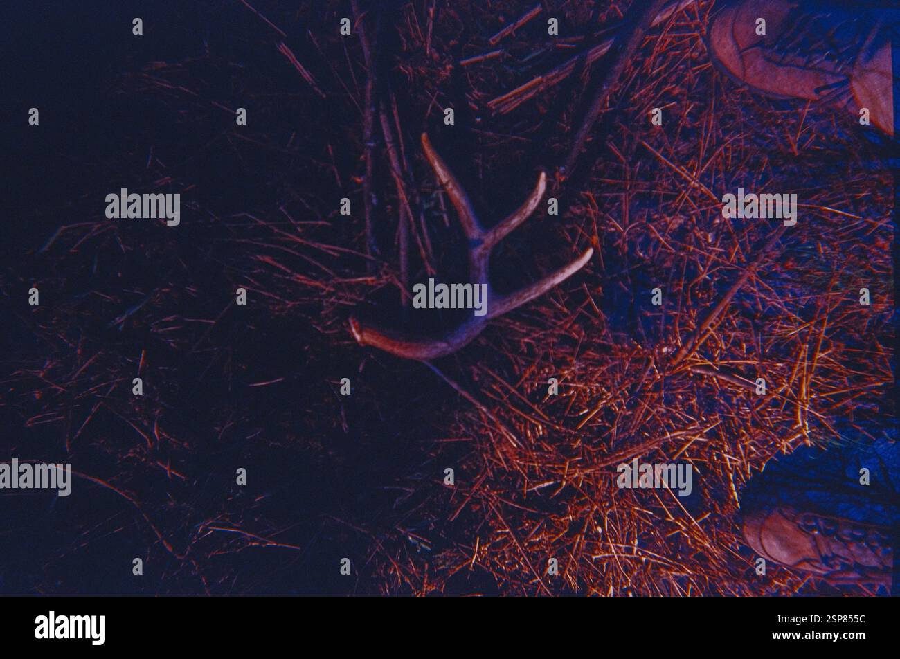 Antler texture hi-res stock photography and images - Alamy