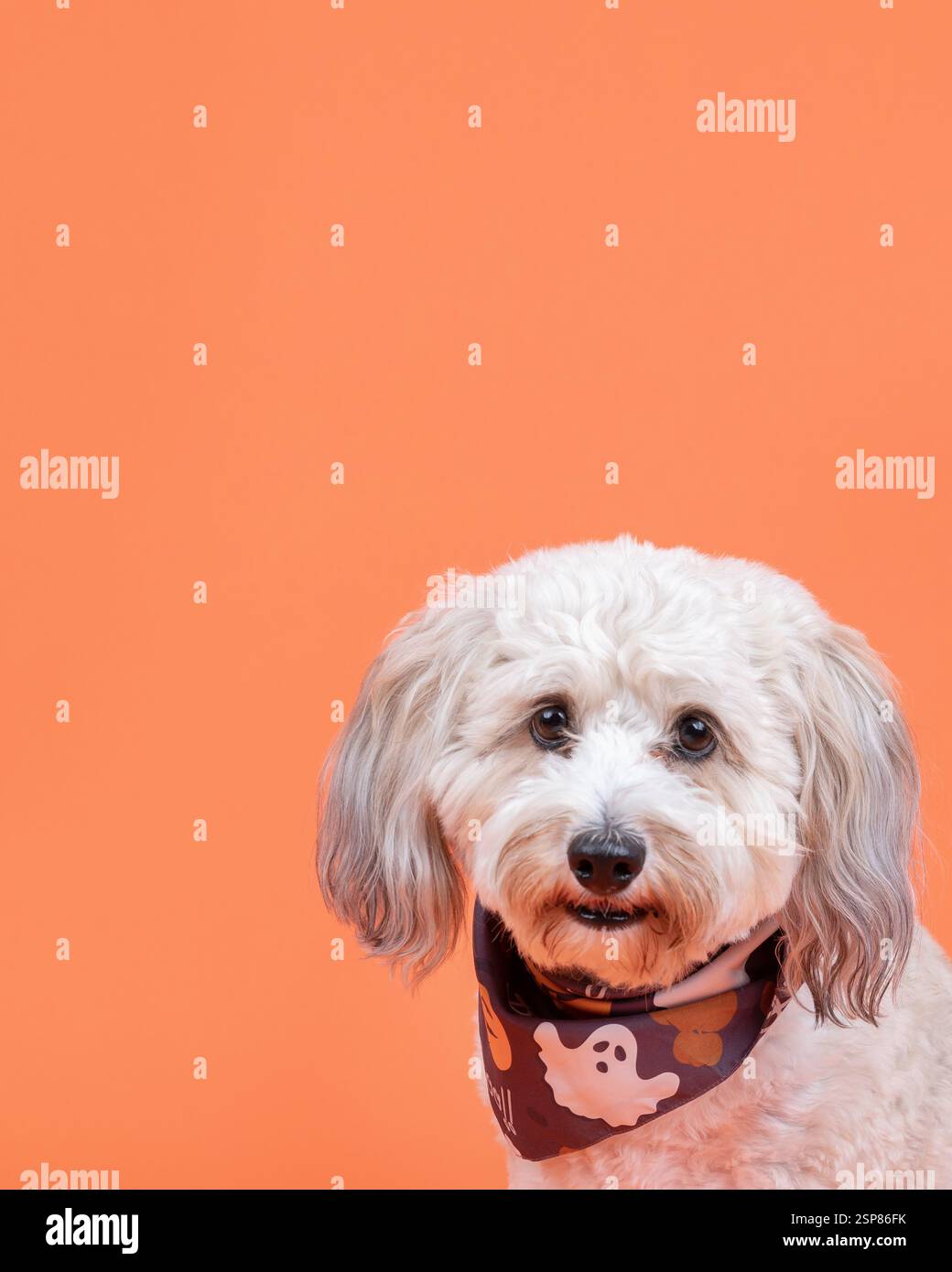 australian doodle in studio with orange background, halloween ba Stock ...