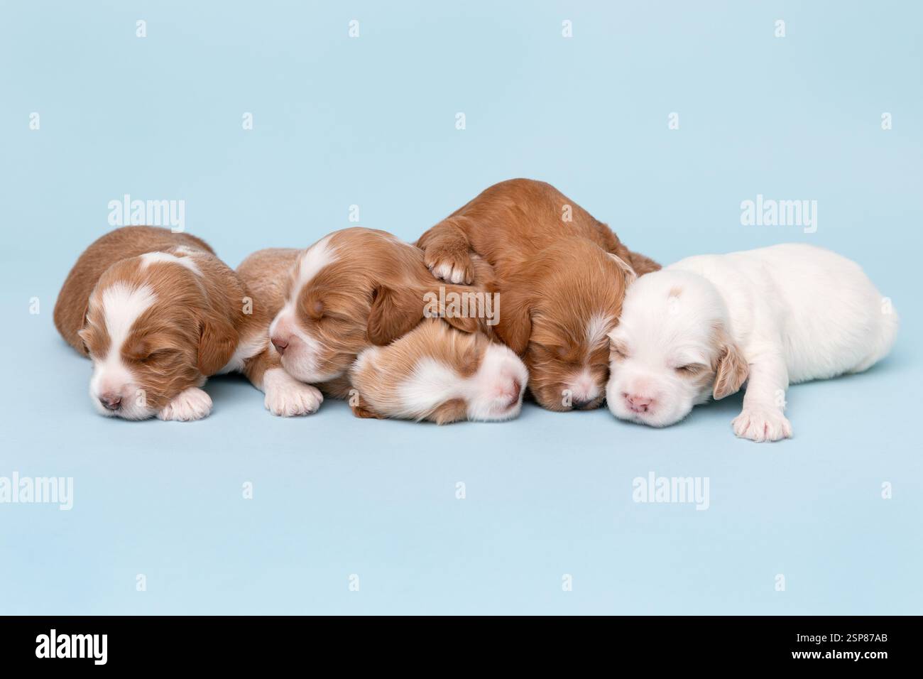 labradoodle puppies sleeping in studio with blue background Stock Photo ...