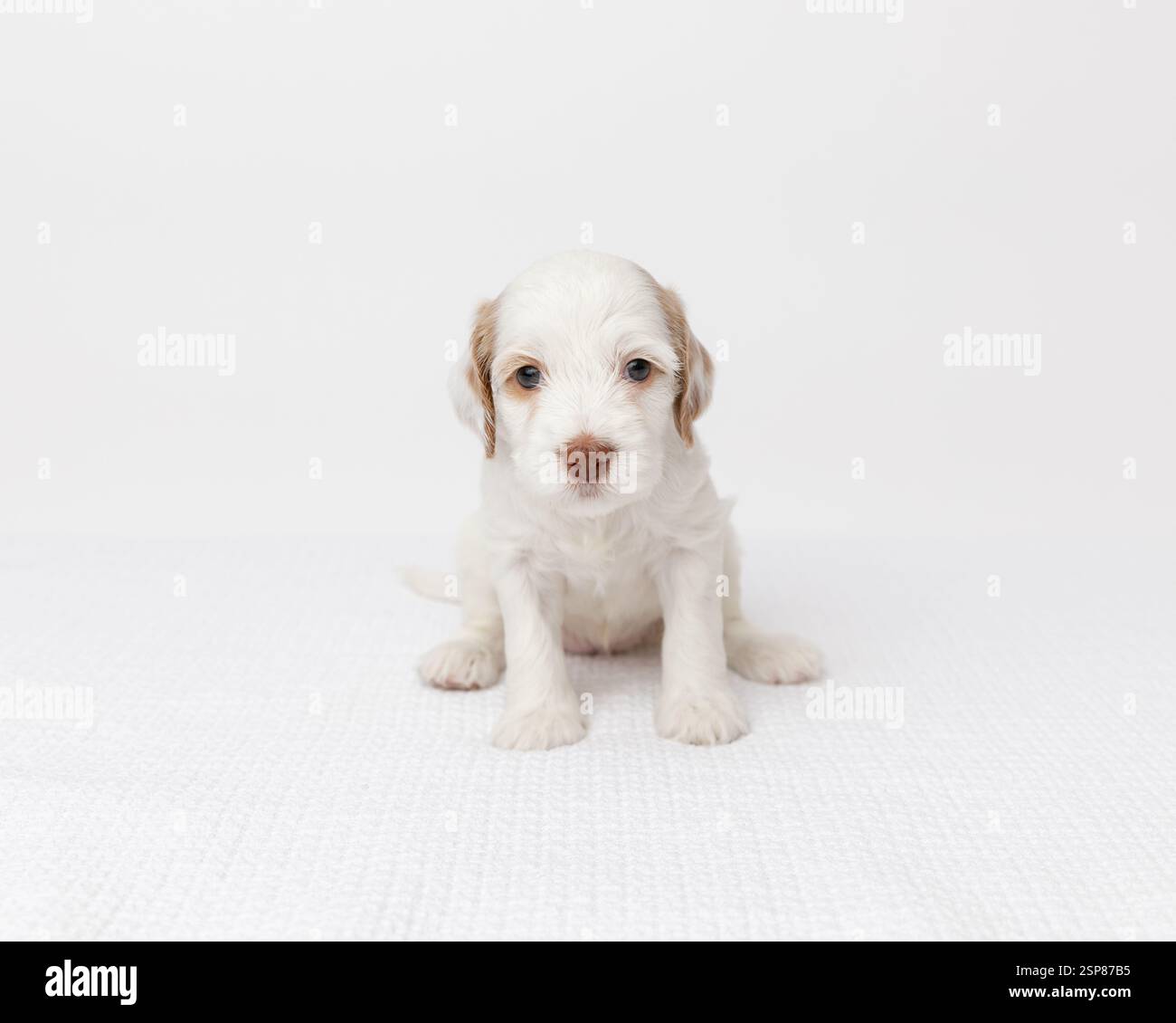 australian labradoodle puppy in studio with white background Stock ...