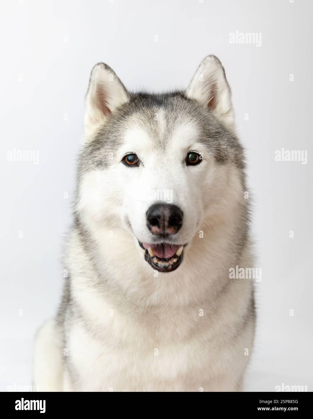 white and gray husky in studio with white background Stock Photo - Alamy
