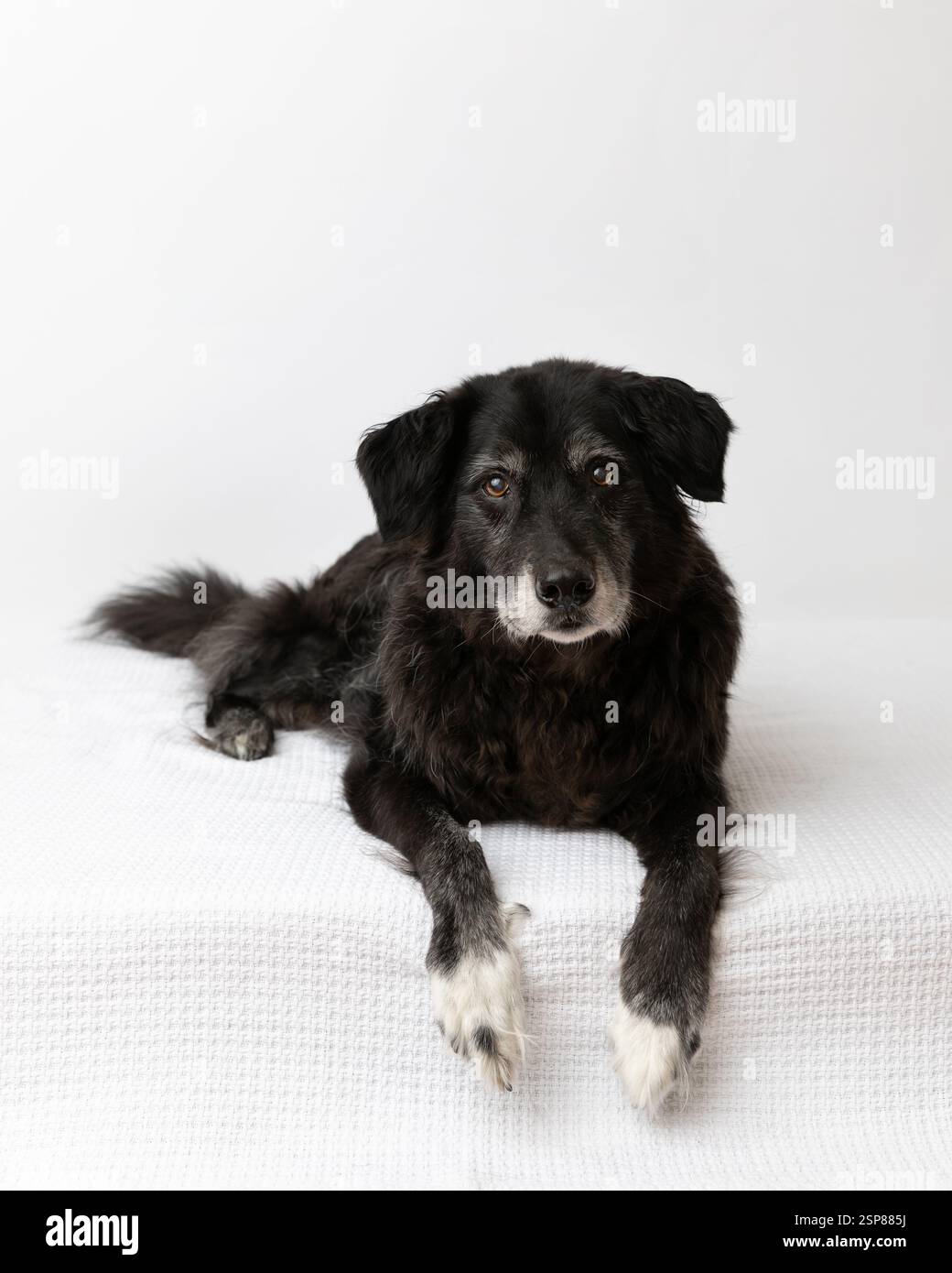 black dog lying down in studio with white background Stock Photo - Alamy