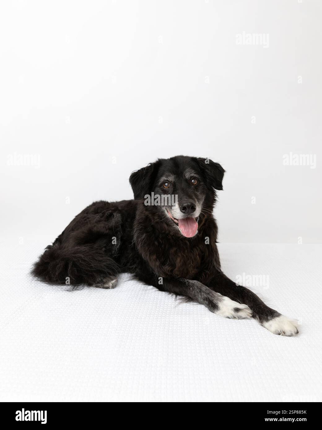 black dog lying down in studio with white background Stock Photo - Alamy