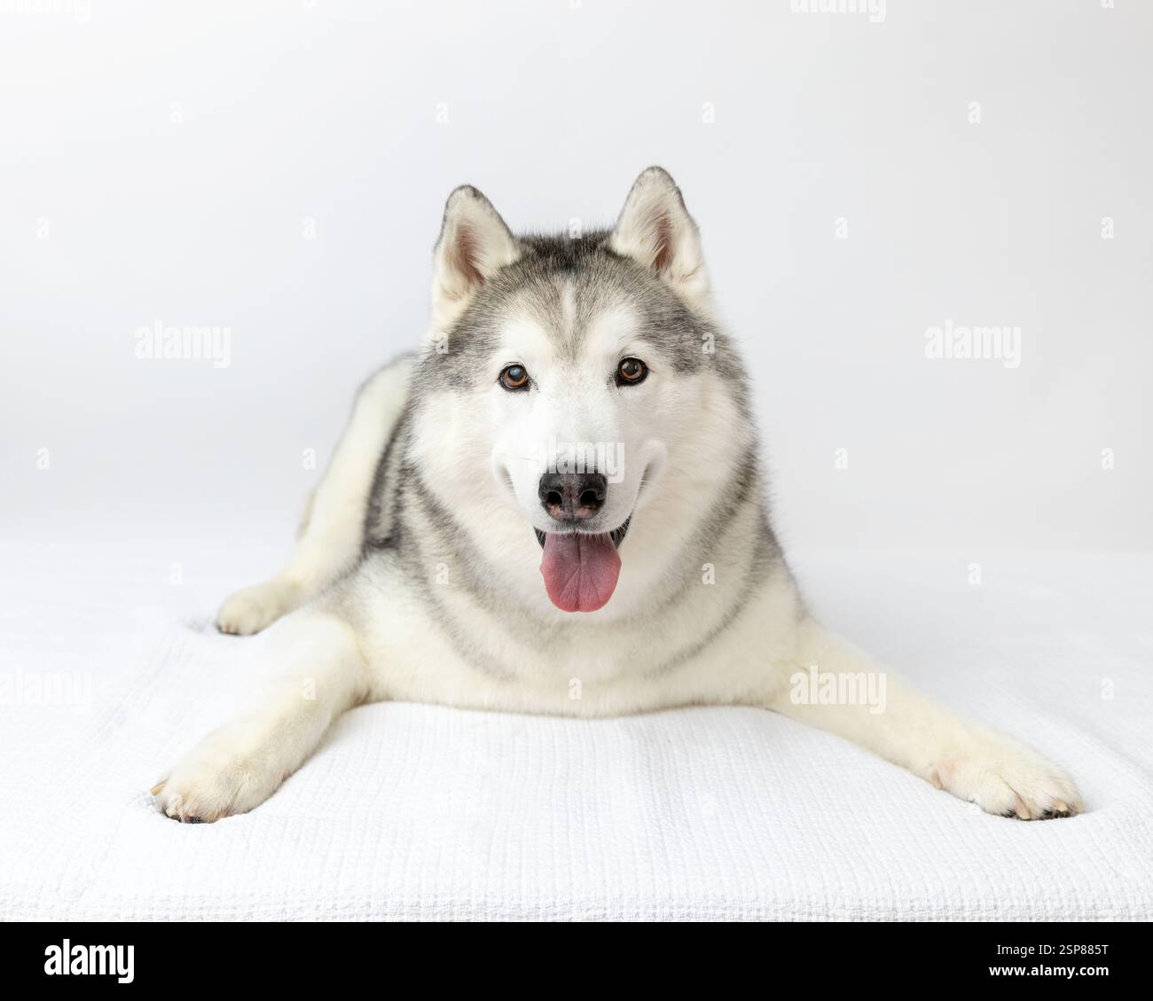 white and gray husky in studio with white background Stock Photo - Alamy