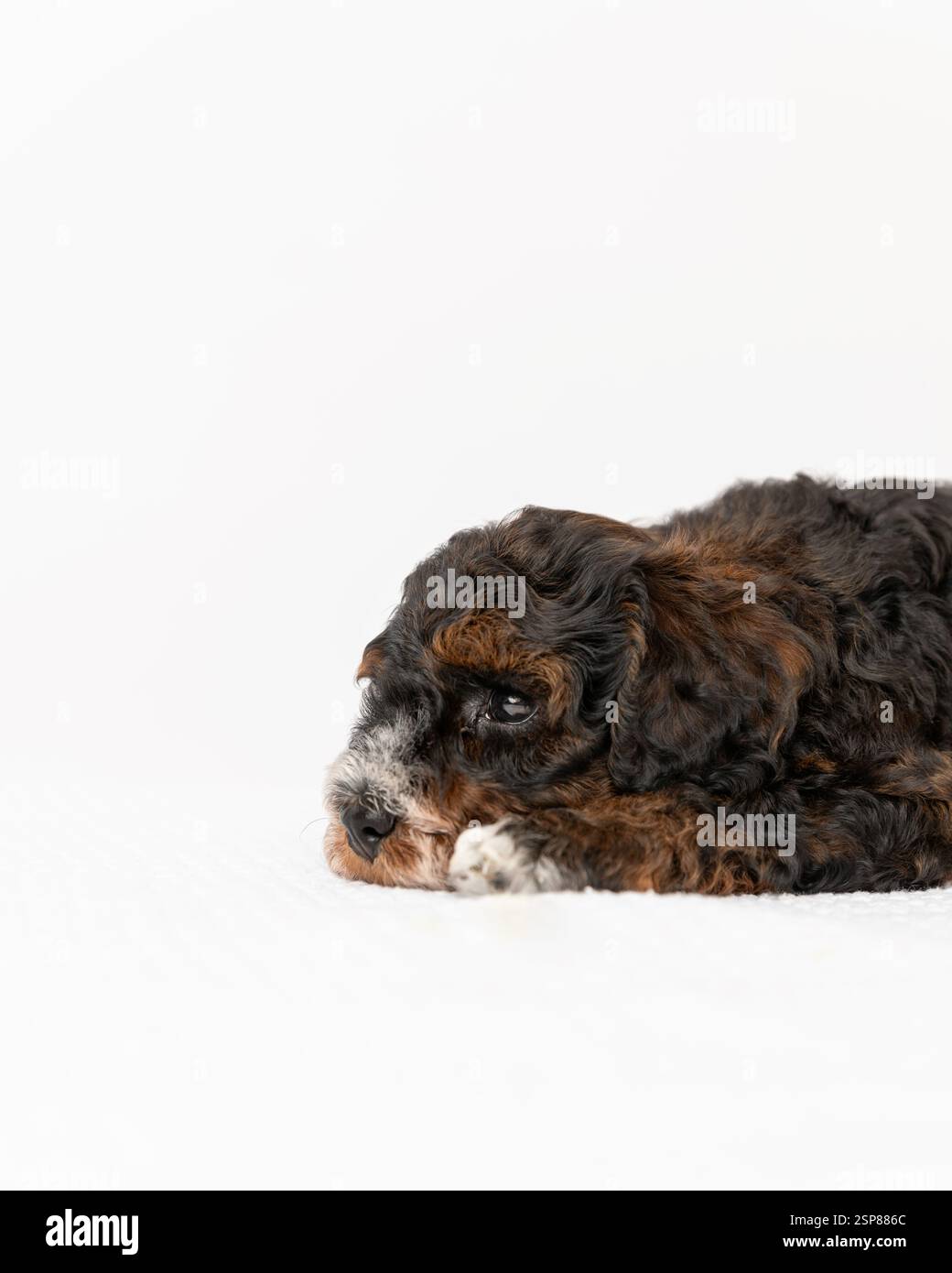 australian labradoodle puppy in studio with white background Stock ...