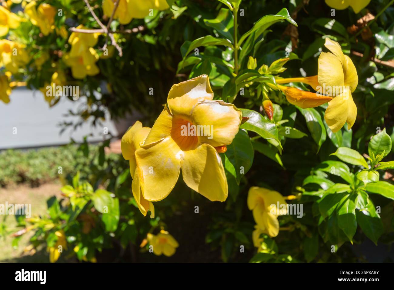 Allamanda flower hi-res stock photography and images - Alamy