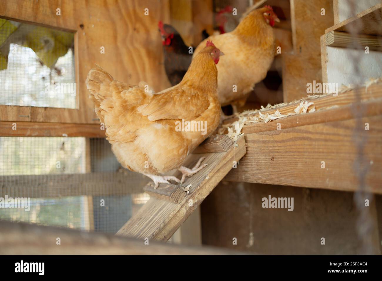 Hens climbing a ladder to their nests Stock Photo - Alamy
