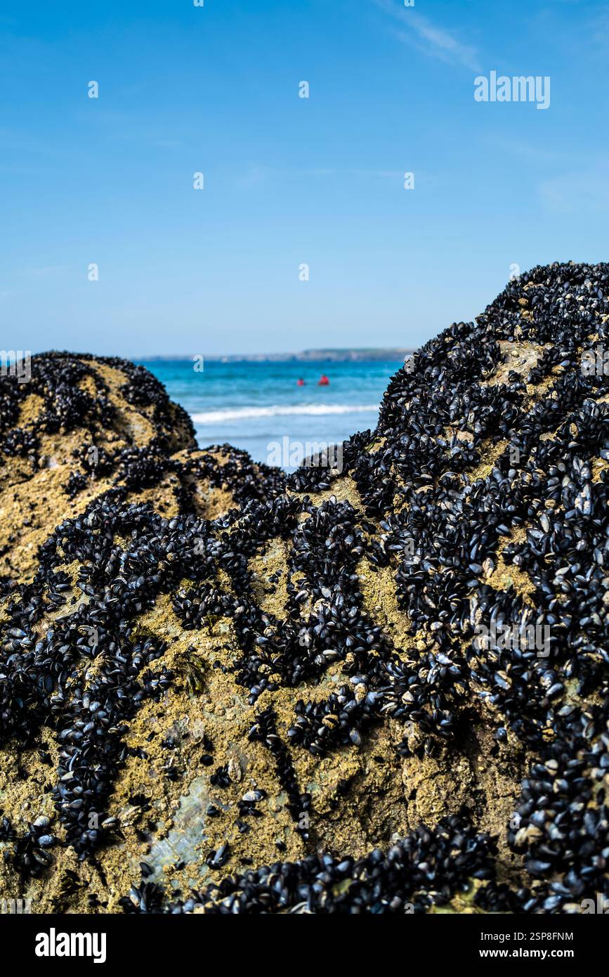 Common Mussels Mytilus edulis attached to a rock exposed at low tide on ...