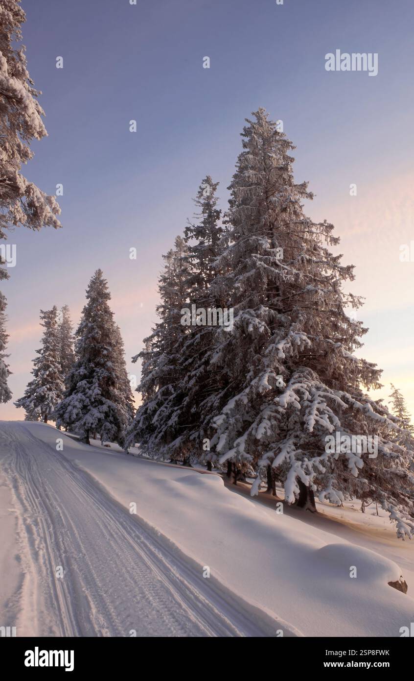Snowmobile track in newly fallen snow. Trees in the immediate ...