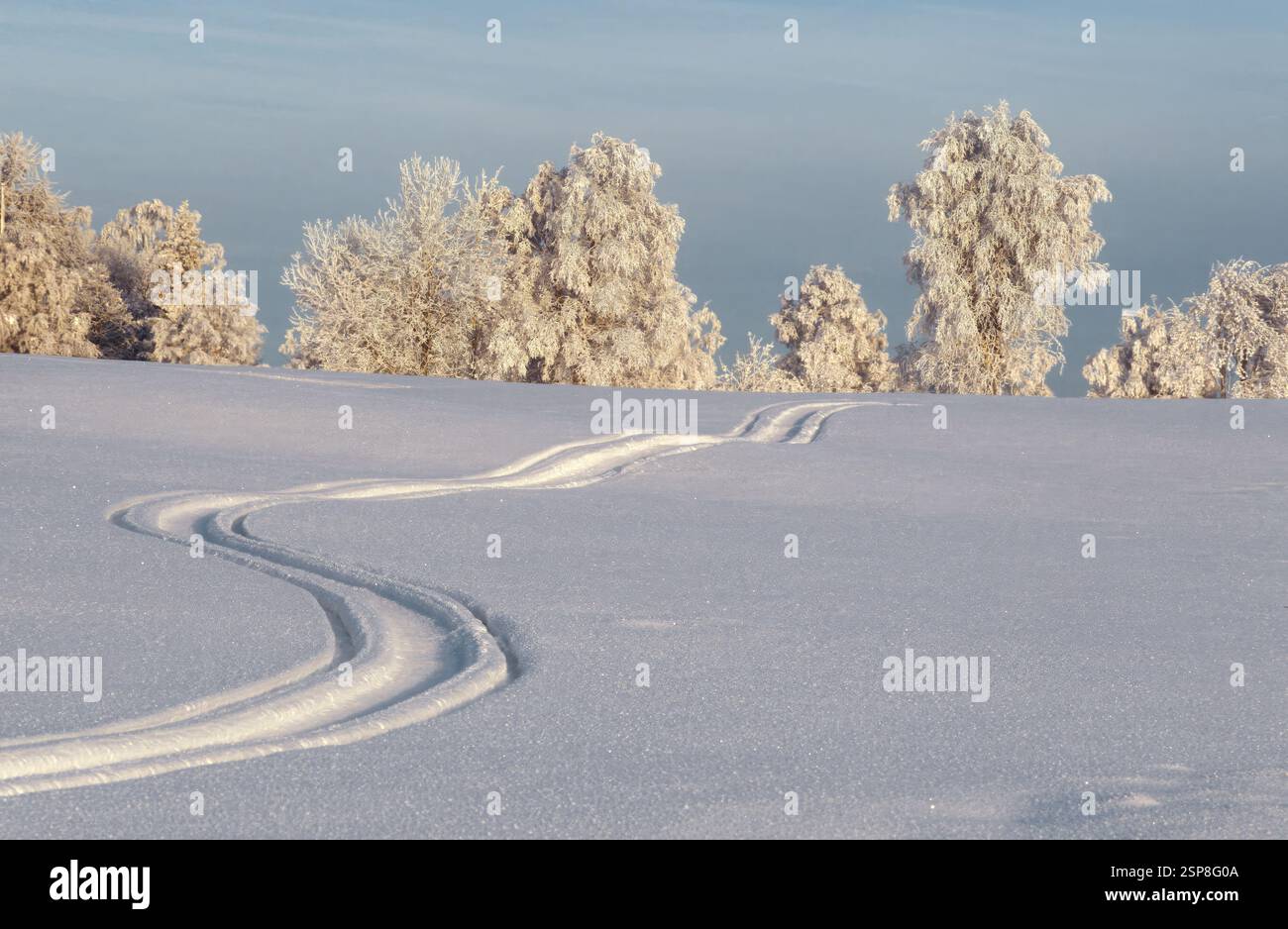 Snowmobile track in newly fallen snow on the meadows. Trees in the ...