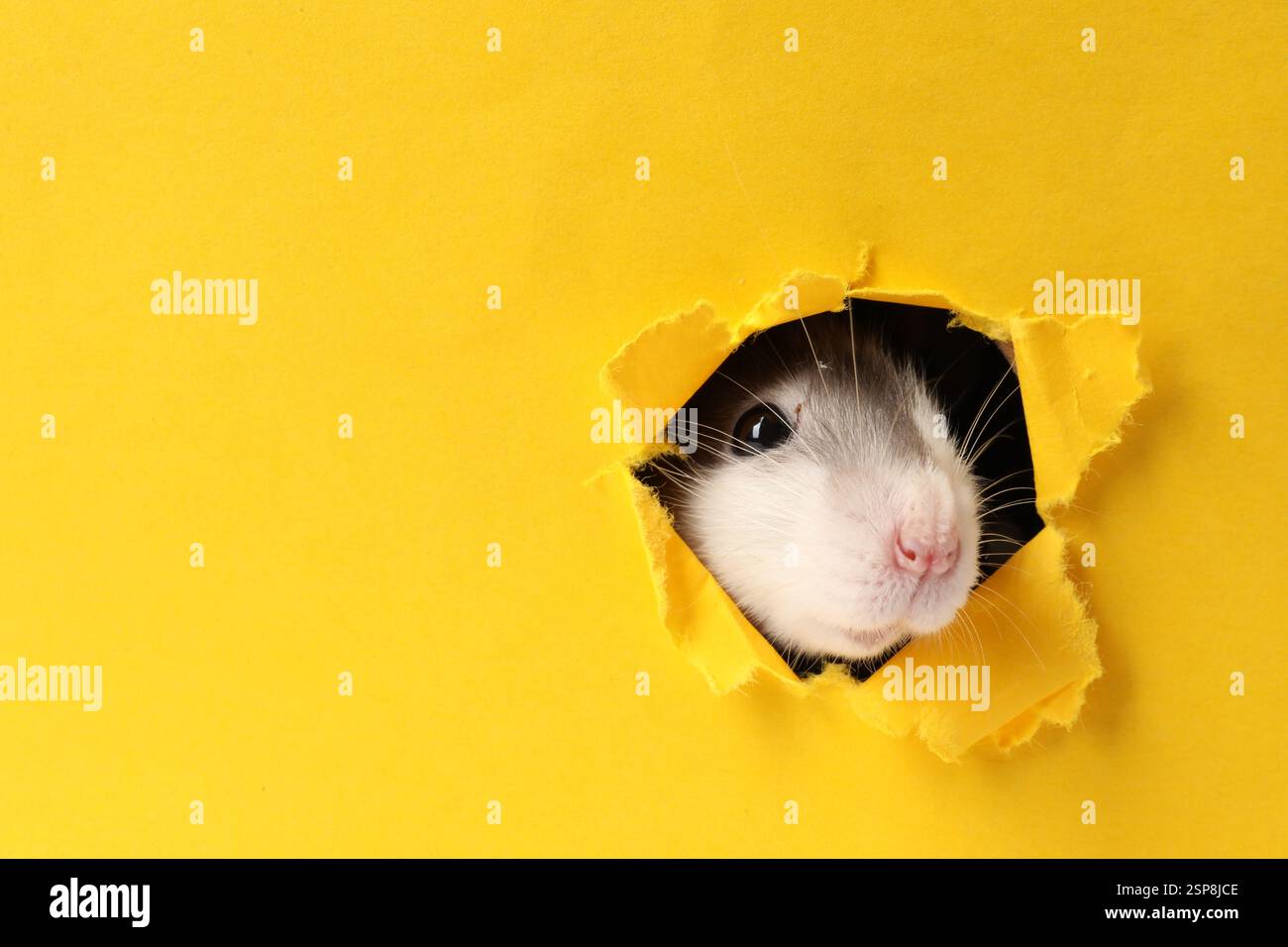 Cute rat looking through hole in yellow paper sheet. Space for text ...