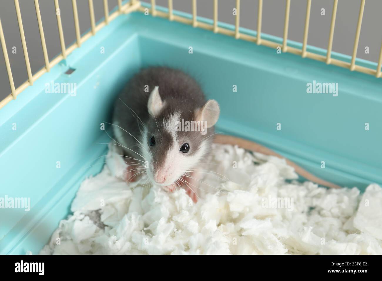One adorable hi-res stock photography and images - Alamy