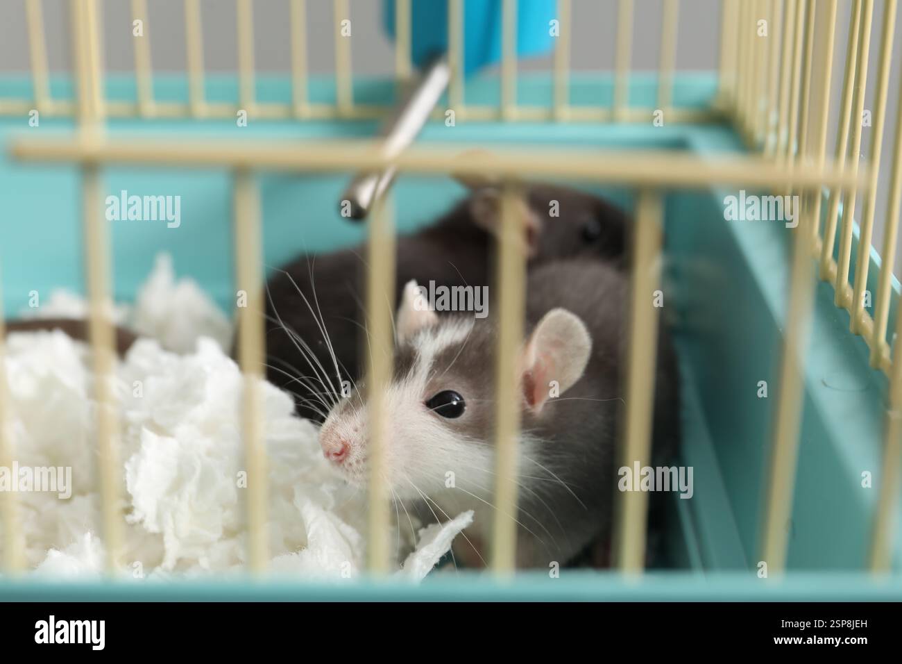 Two adorable little rats in cage, closeup Stock Photo - Alamy