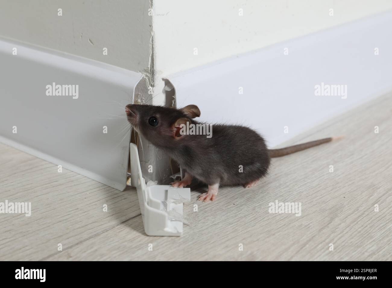Rat on floor near chewed baseboard indoors. Pest control Stock Photo ...