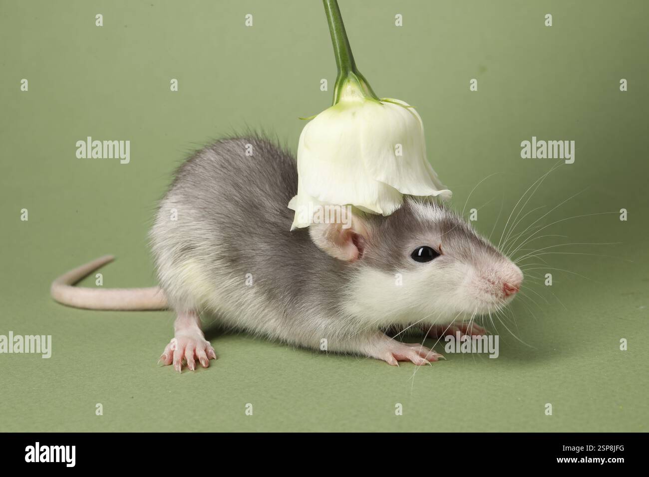 Adorable animal with flower on head hi-res stock photography and images ...