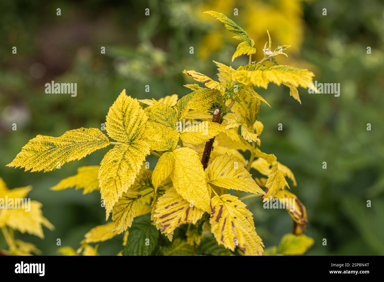 Raspberry plant with yellow leaves, green veins. Nutrient deficiency ...