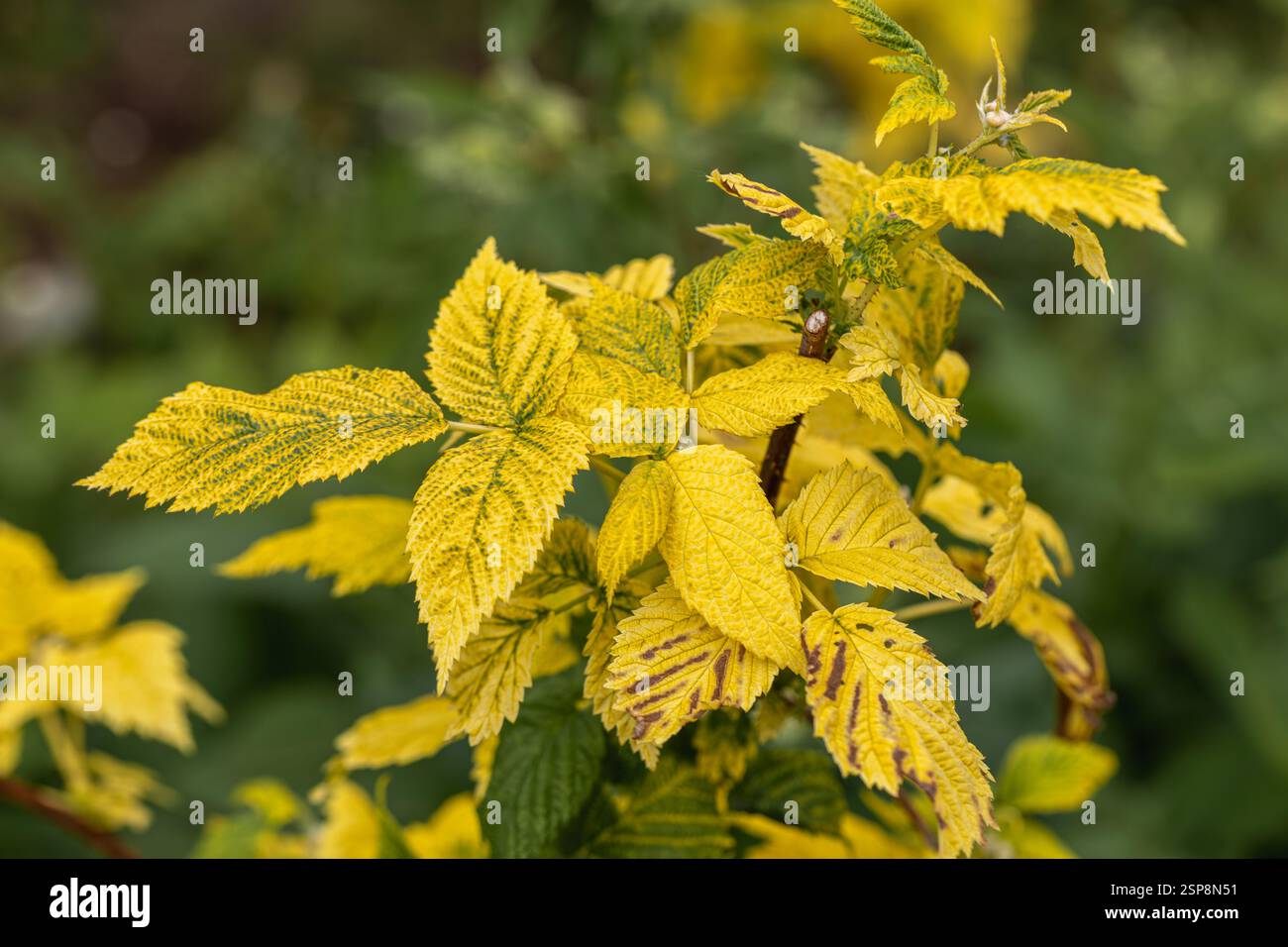 Raspberry plant with yellow leaves, green veins. Nutrient deficiency ...