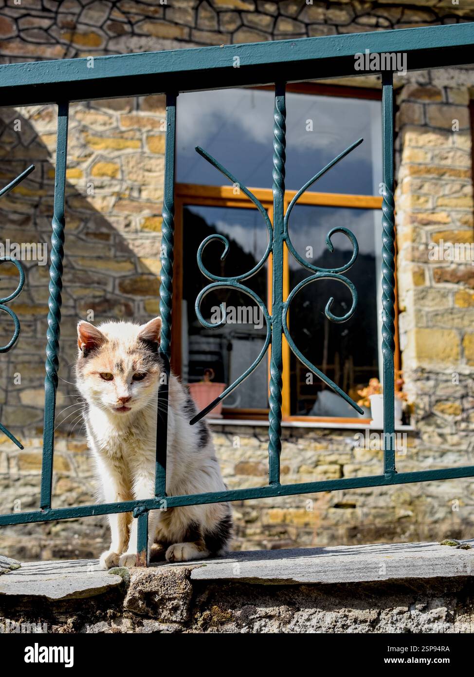 Cat standing behind iron rails Stock Photo - Alamy