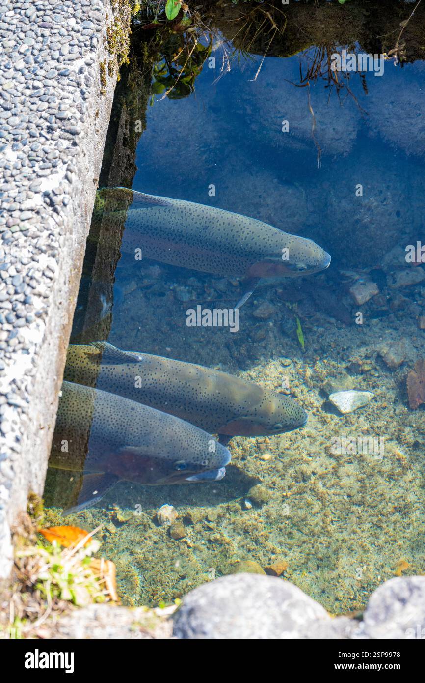 Trout in a Stream in Shirakawa-go, Japan Stock Photo - Alamy