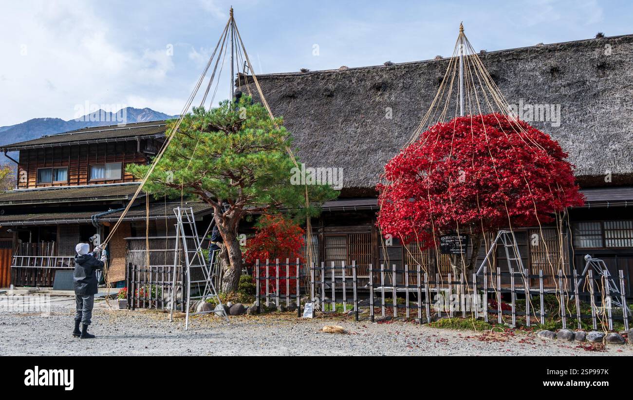 Straw Ropes Yukitsuri Protect Trees Against Snow in Shirakawa-go, Japan ...