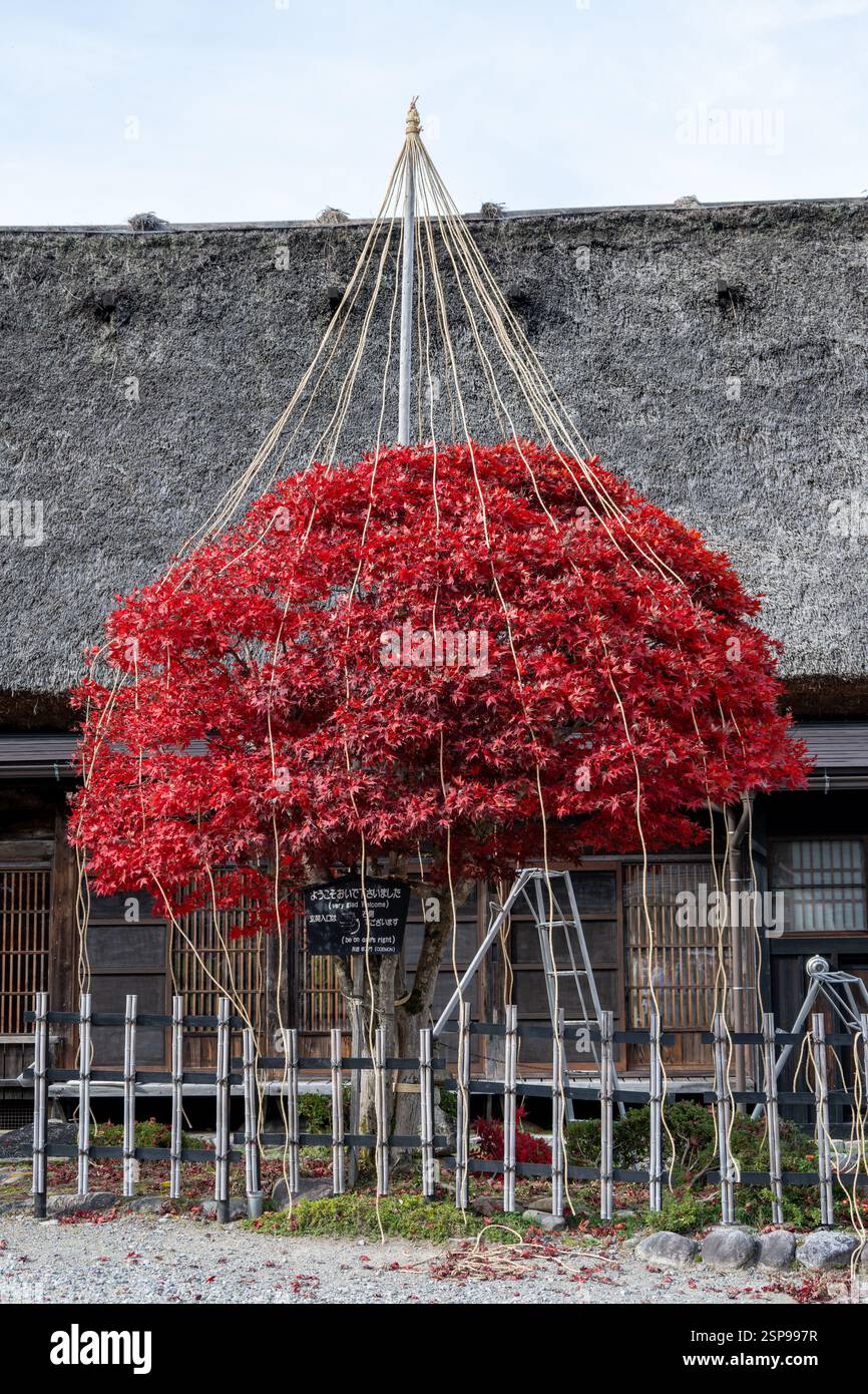 Straw Ropes Yukitsuri Protect Trees Against Snow in Shirakawa-go, Japan ...