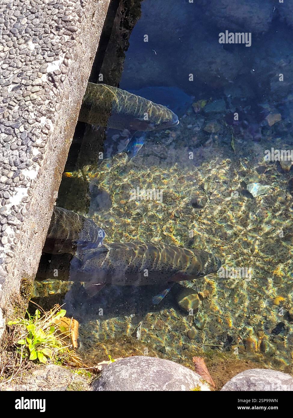 Trout in a Stream in Shirakawa-go, Japan Stock Photo - Alamy