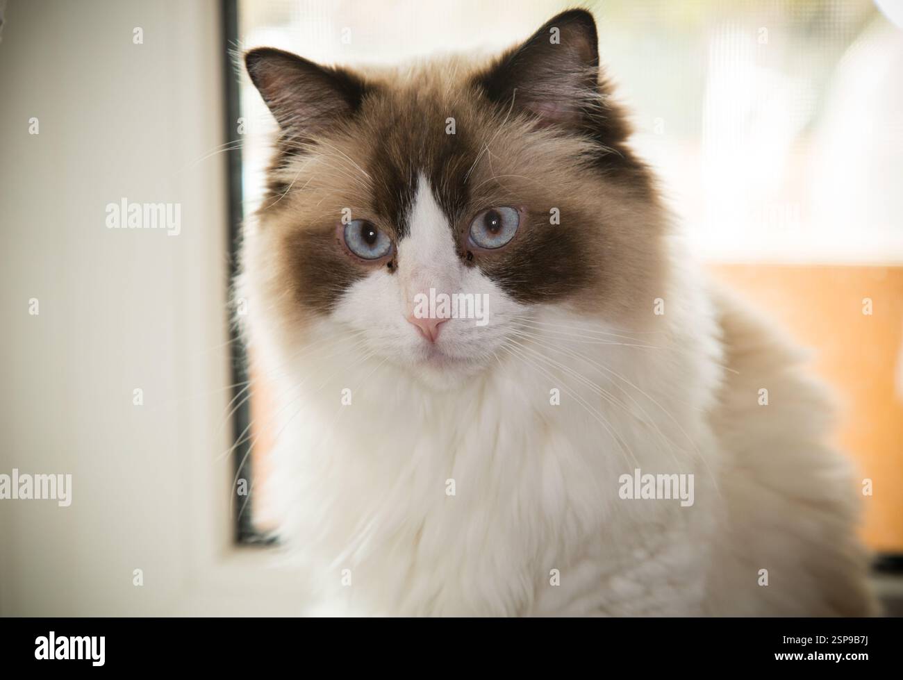 Portrait of a cute domestic cat, Ragdoll breed Stock Photo - Alamy