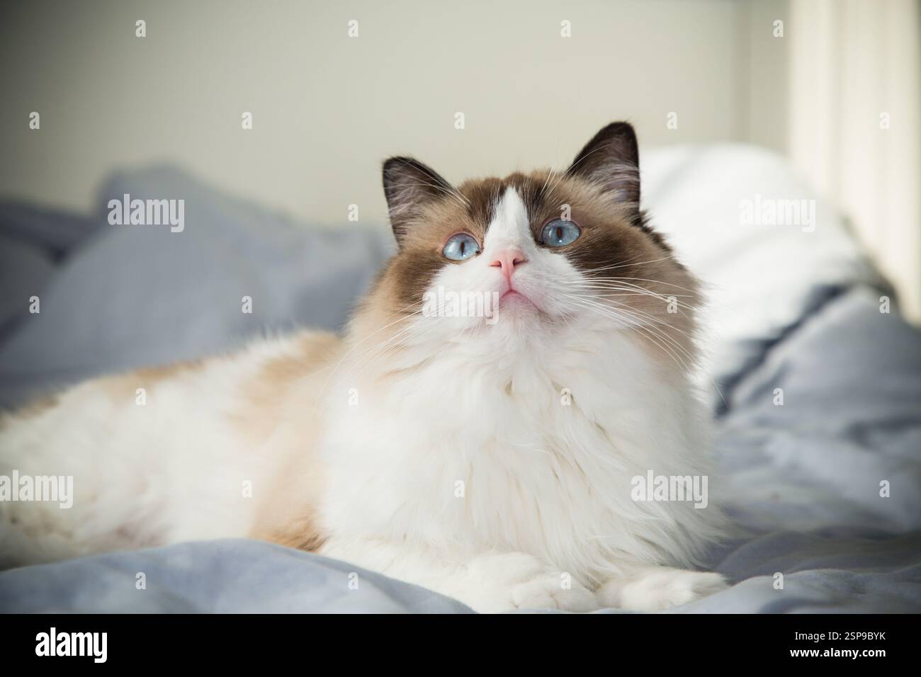 Portrait of a cute domestic cat, Ragdoll breed Stock Photo - Alamy