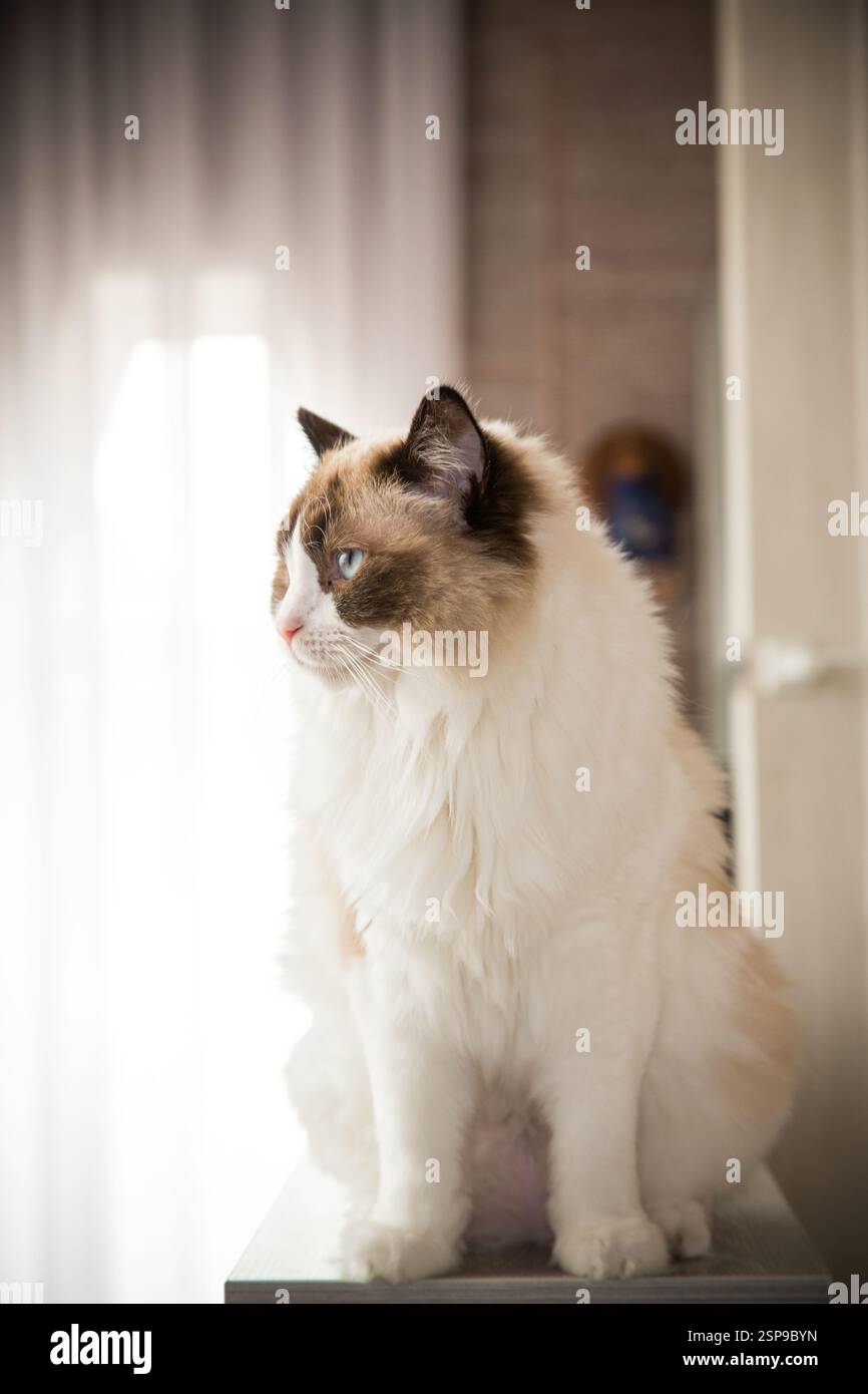 white with brown spots fluffy cat, breed Ragdoll Stock Photo - Alamy